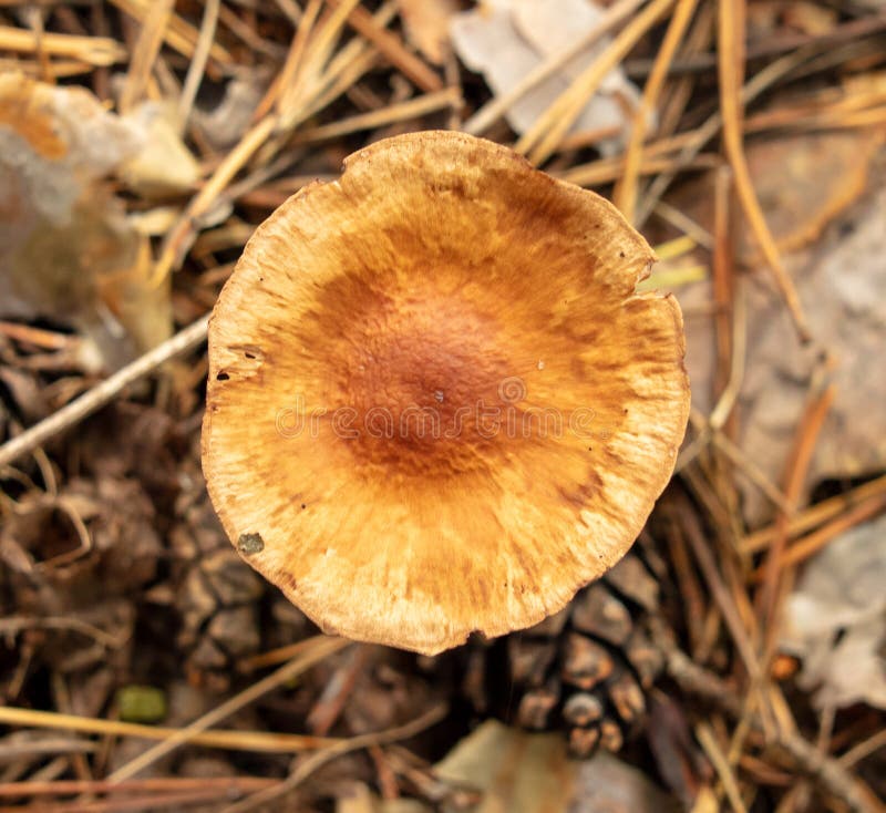 Toadstool Mushroom Grows in the Ground in the Forest. Stock Image ...