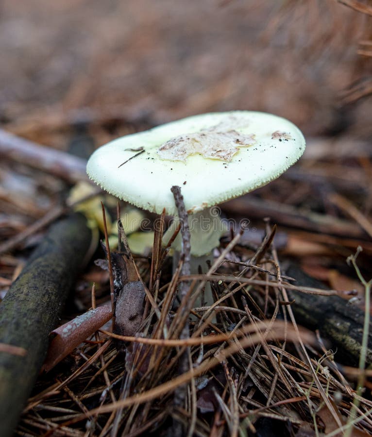 Toadstool Mushroom Grows in the Ground in the Forest. Stock Photo ...