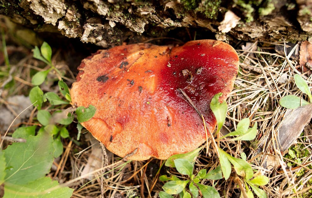 Toadstool Mushroom Grows in the Ground in the Forest. Stock Photo ...