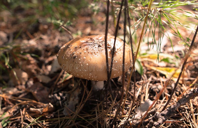 Toadstool Mushroom Grows in the Ground in the Forest. Stock Photo ...