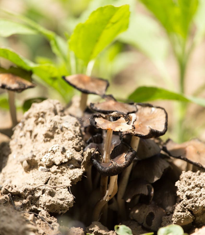 Toadstool Mushroom in Nature Stock Image - Image of growing, fungus ...