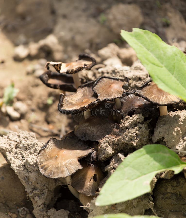 Toadstool Mushroom in Nature Stock Image - Image of family, growing ...