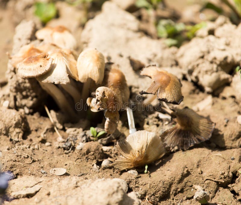Toadstool Mushroom in Nature Stock Image - Image of damp, detail: 102578321