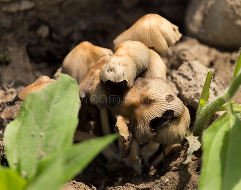 Toadstool Mushroom in Nature Stock Photo - Image of damp, nature: 104474992