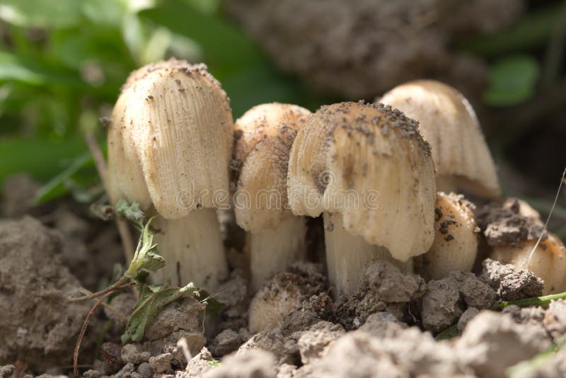 Toadstool Mushroom in Nature Stock Photo - Image of daylight, forest ...