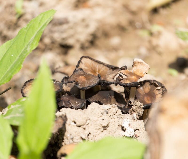 Toadstool Mushroom in Nature Stock Image - Image of amsterdamse, growth ...