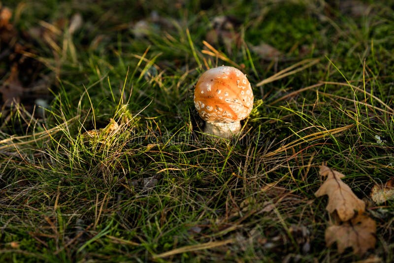 Toadstool mushroom stock image. Image of commonly, dangerous - 60212449