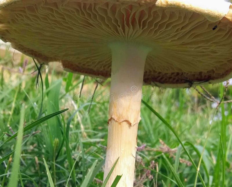 Toadstool stock image. Image of standing, toadstool - 174829069