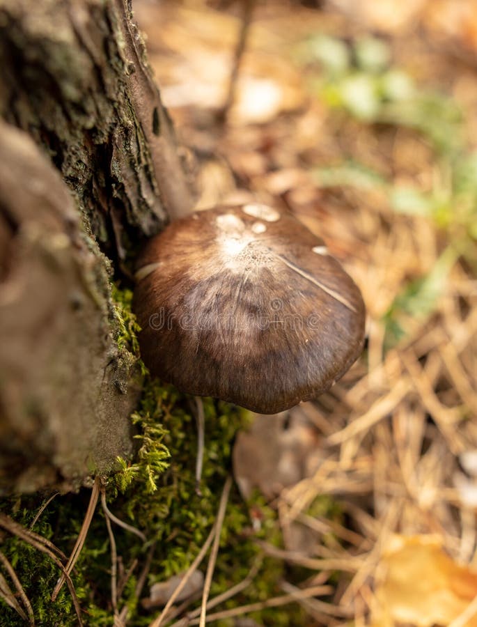 Toadstool Mushroom on a Stump. Stock Photo - Image of macro, stem ...