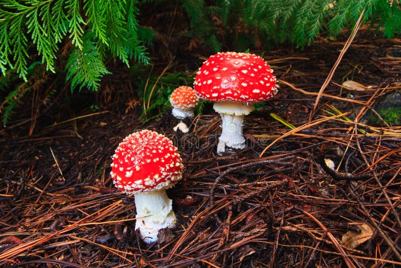 Toadstool Mushrooms Royalty Free Stock Image Image 16677876