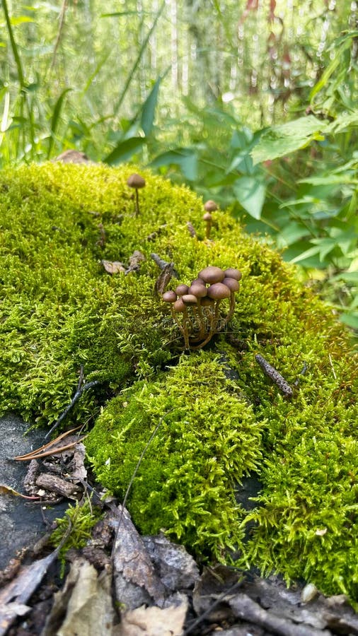 Toadstool Mushrooms Grow on a Tree. Toadstool on the Tree Bark Stock ...