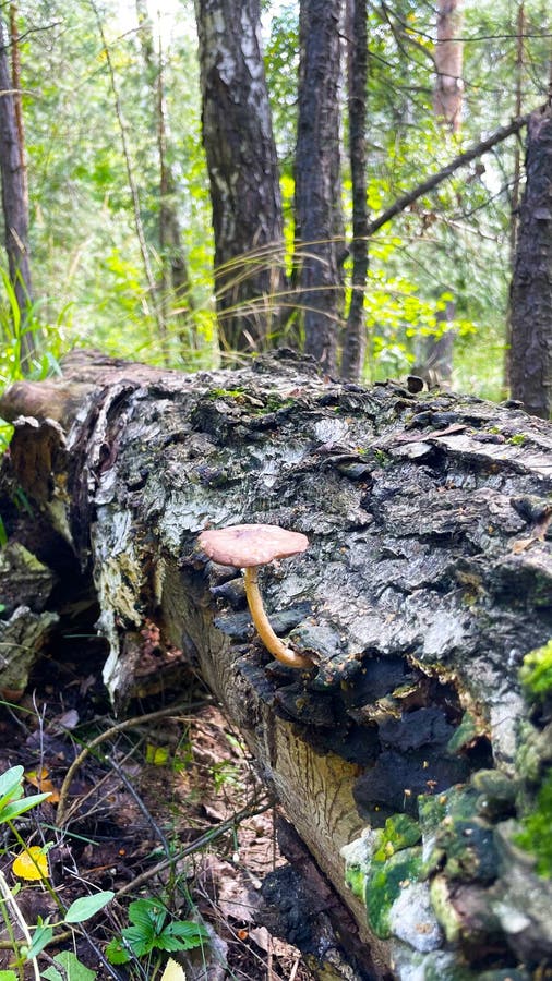 Toadstool Mushrooms Grow on a Tree. Toadstool on the Tree Bark Stock ...