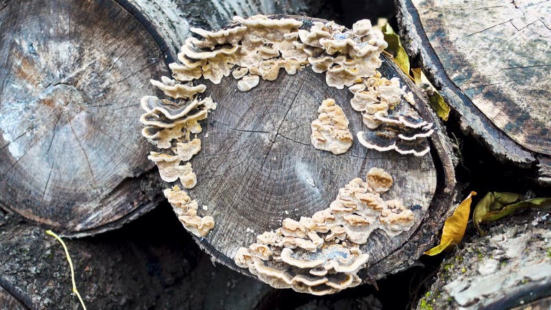 Toadstool Mushrooms on the Trunk of a Fallen Tree. Old Tree Stumps are ...