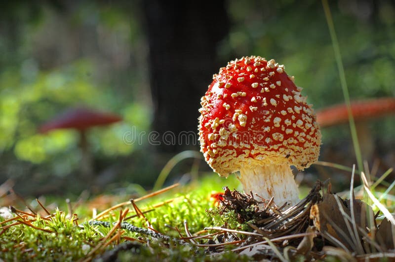 Toadstool but nice stock photo. Image of cuisine, forest - 3340056