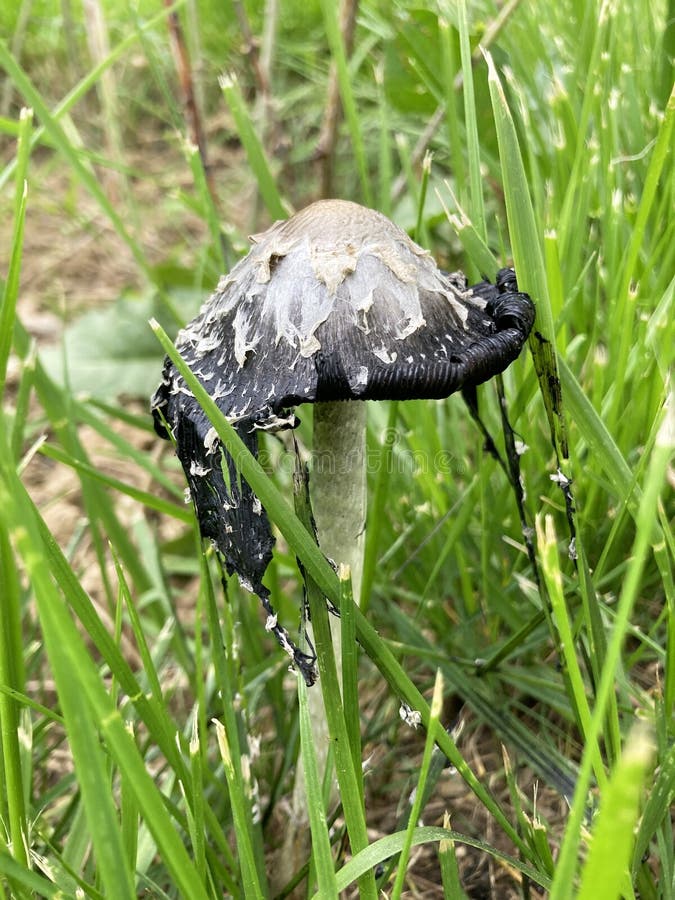 Toadstool Pale from the Genus Fly Agaric Stock Photo - Image of edible ...