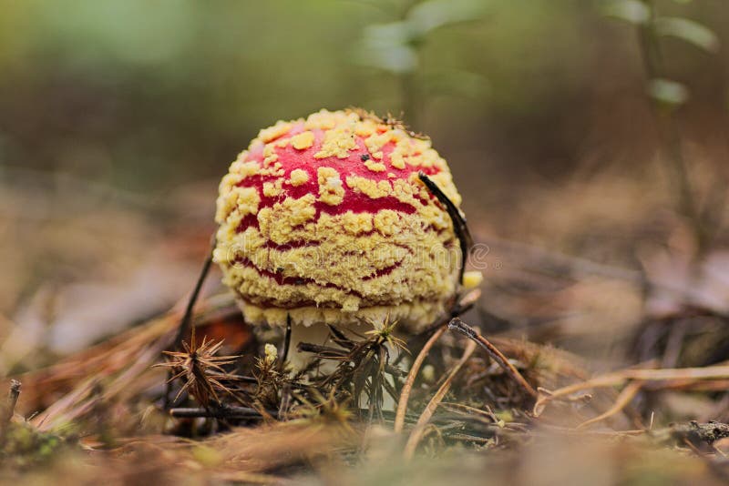 Toadstool. stock image. Image of foot, mushroom, plant - 79886615