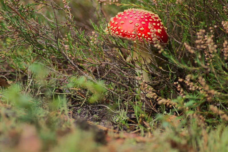 Toadstool. stock image. Image of growth, foot, plant - 79887569