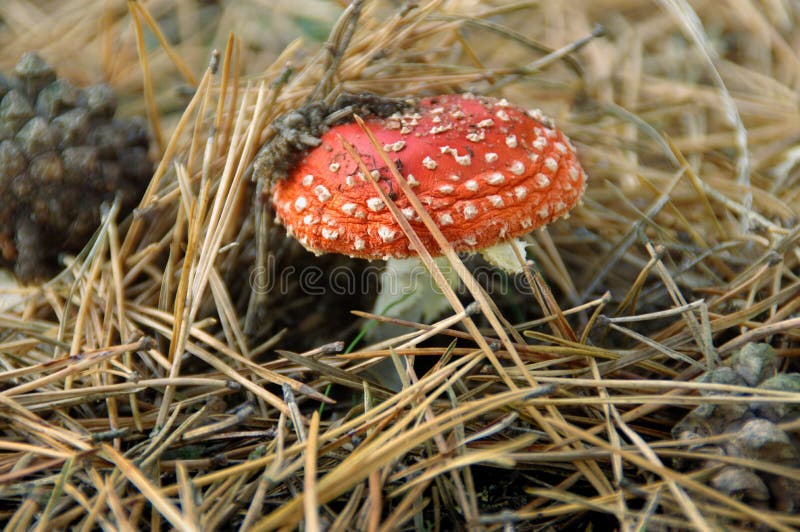 Toadstool in nature stock photo. Image of fungus, botany - 130781826