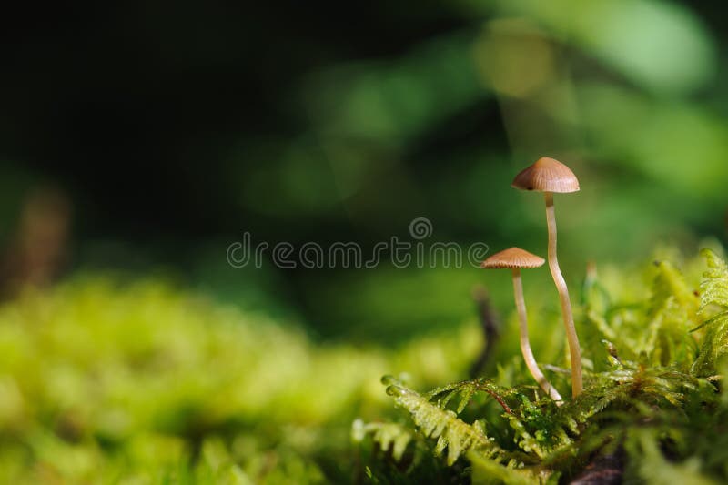 Toadstool stock image. Image of fungus, park, macro, detail - 57418103