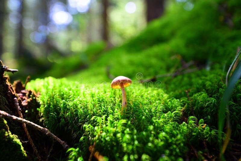 Toadstool stock image. Image of plant, agaric, forest - 123477131