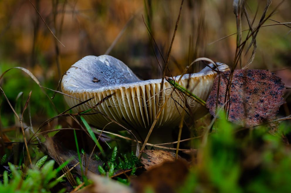 Toadstool in a Sad Blue Color Stock Image - Image of orange, color ...
