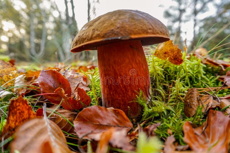 Toadstool Satan`s Tubling in the Stock Image - Image of birkenpilz ...