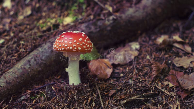 Toadstool single stock photo. Image of toadstool, fall - 45066656