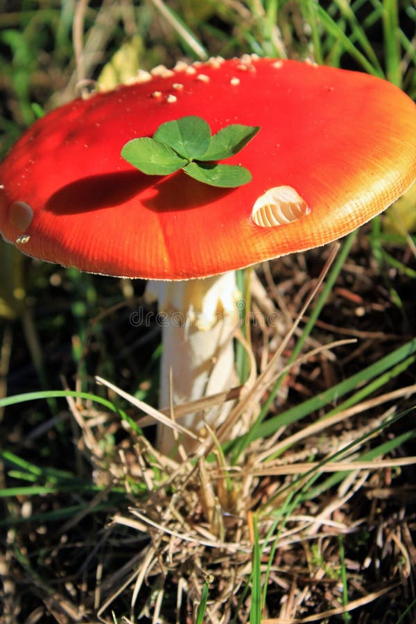 Toadstool talisman stock photo. Image of forest, dots - 80101288
