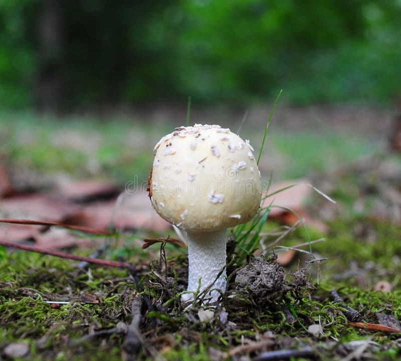Toadstool stock photo. Image of toad, umbrella, beige - 110225758
