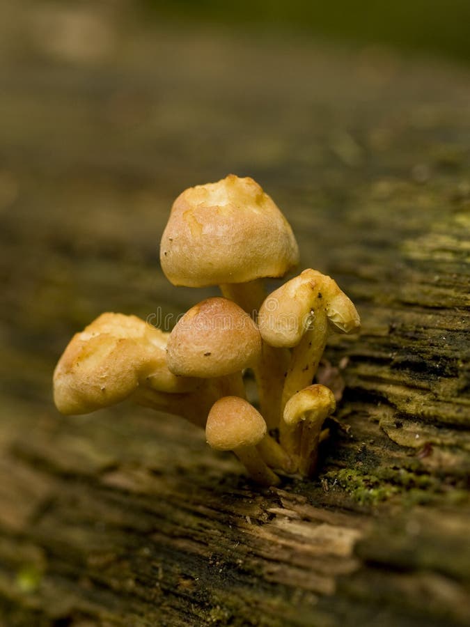 Toadstool on a tree stock photo. Image of beautiful, toadstool - 18667358
