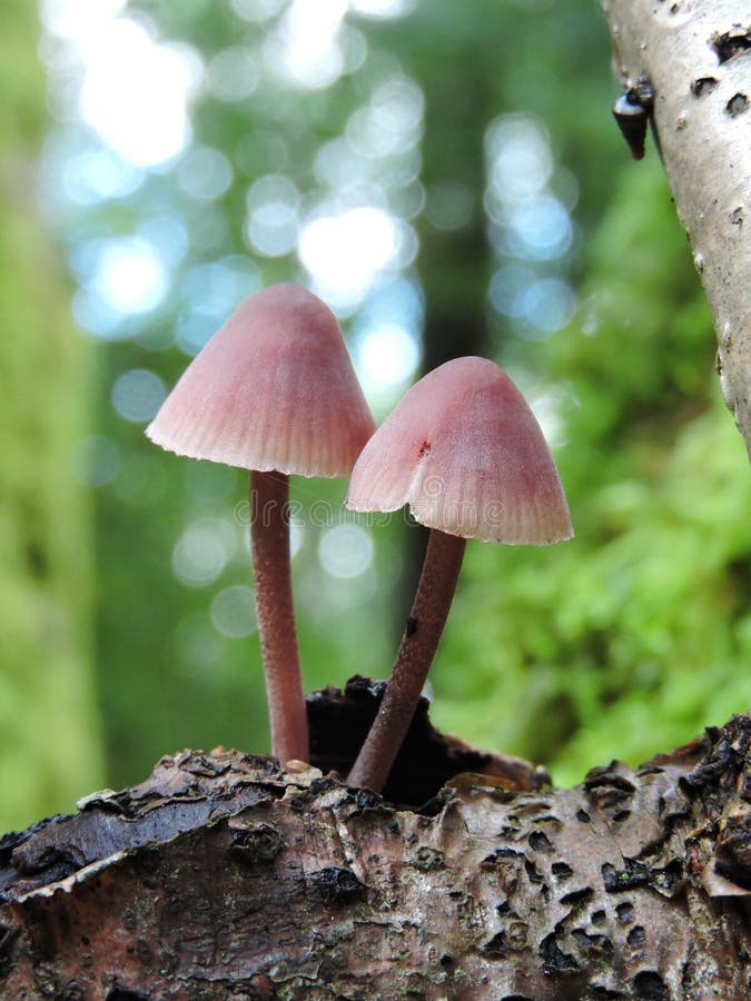 Toadstool on tree branch stock photo. Image of tree, closeup - 59844562