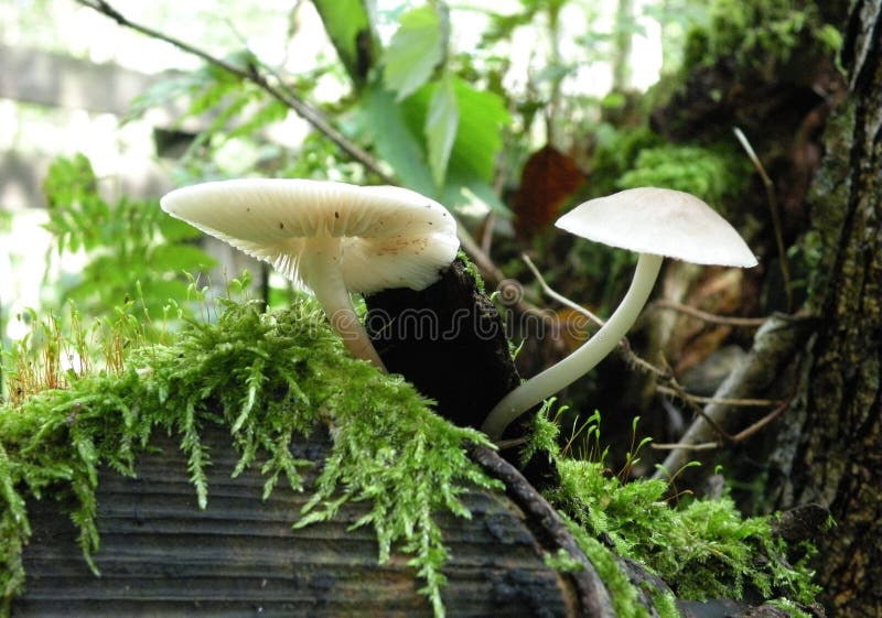 Toadstool on tree branch stock image. Image of lithuania - 59845443