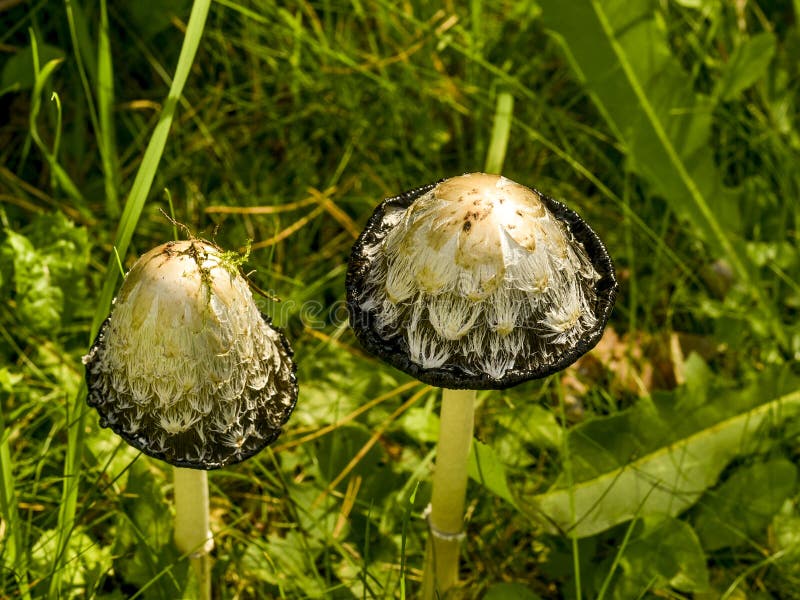 Toadstool type mushrooms stock image. Image of toadstool - 175525511