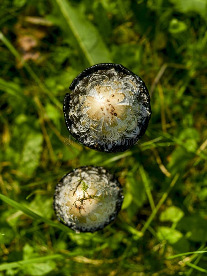 Toadstool type mushrooms stock image. Image of background - 175525545