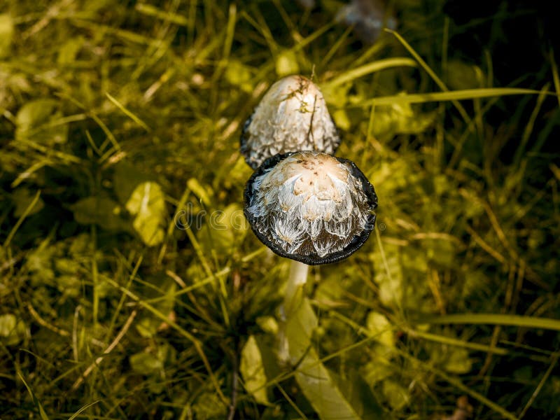 Toadstool type mushrooms stock image. Image of background - 175525545