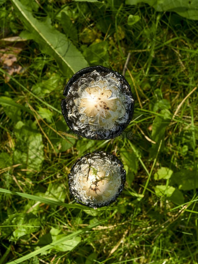 Toadstool type mushrooms stock image. Image of background - 175525545