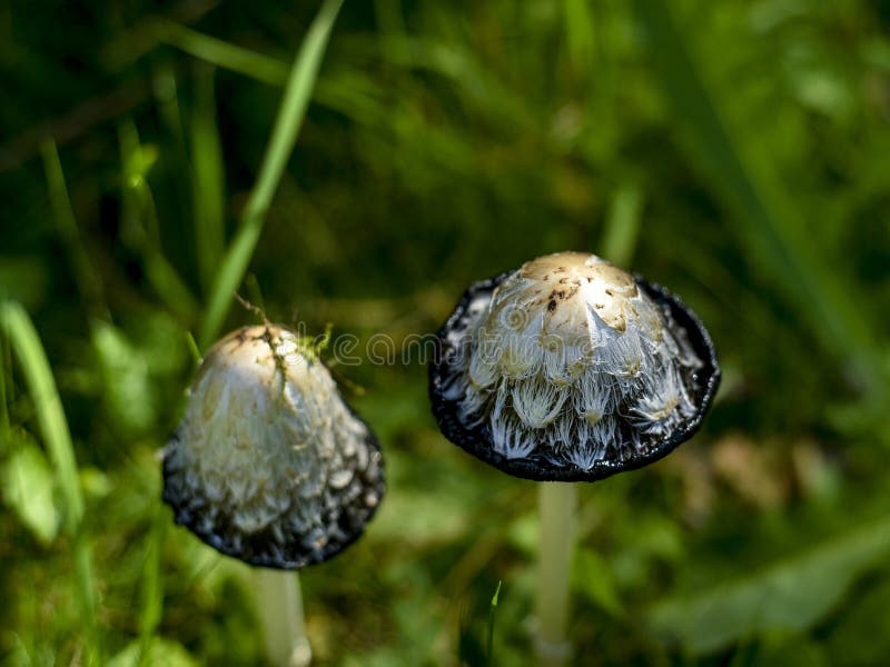 Toadstool type mushrooms stock image. Image of toadstool - 175525511