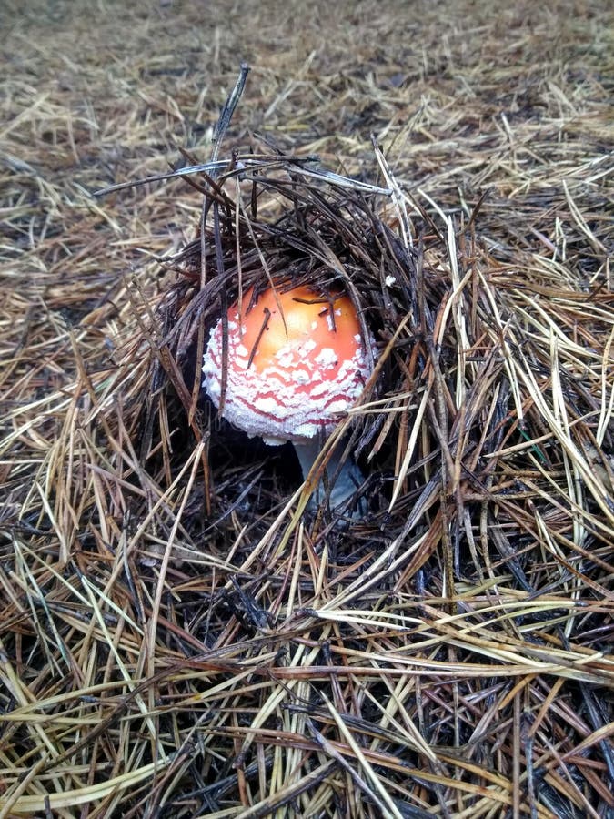Toadstool Under Pine Needles. Stock Photo - Image of wildlife, tree ...