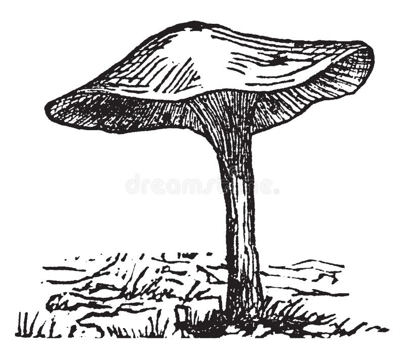 Toadstool Vintage Illustration Stock Vector - Illustration of rounded ...