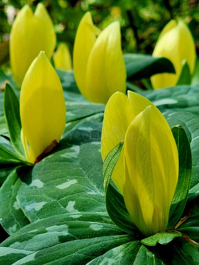 Toadstool Yellow Trillium Wildflower Forest Nature Art Abstract Scenic ...