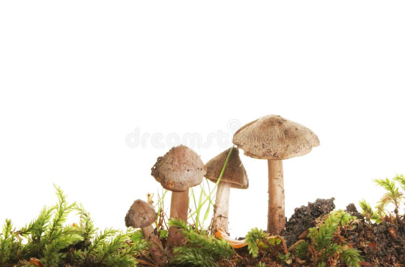 Fungi group stock photo. Image of toadstool, ball, white - 21815154
