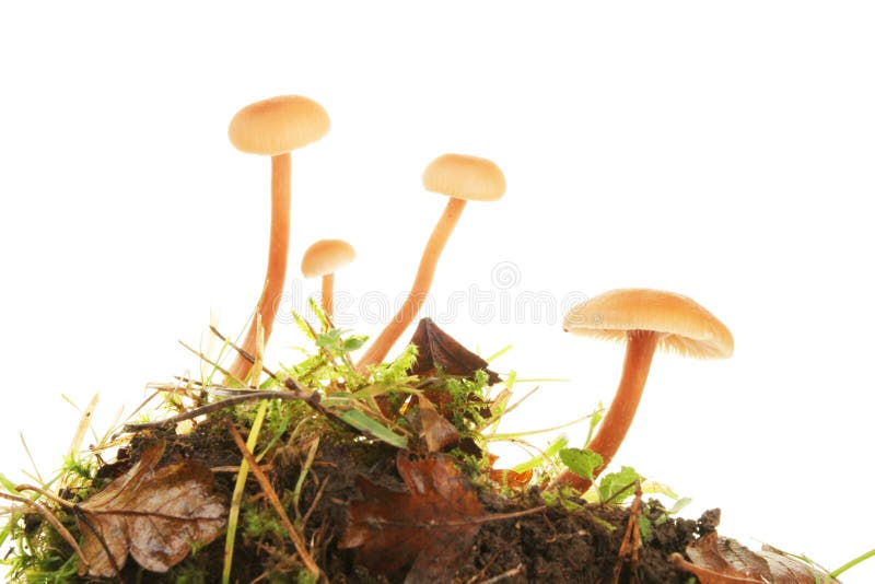 Fungi group stock photo. Image of toadstool, ball, white - 21815154