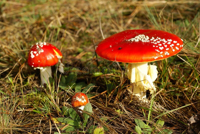 Toadstools stock image. Image of fungus, dangerous, mushroom - 11747551