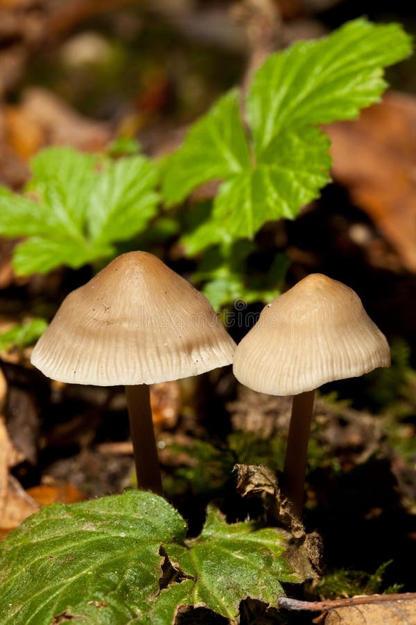 Pair of toadstools stock image. Image of green, field - 59641607