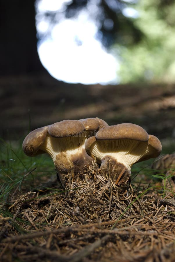 Toadstools stock image. Image of poison, macro, grass - 15686899