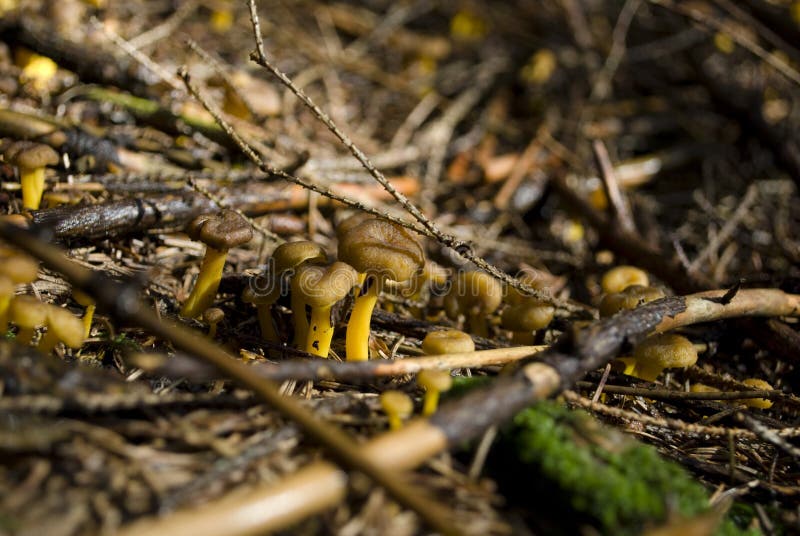 Toadstools stock photo. Image of season, nature, plant - 15748538