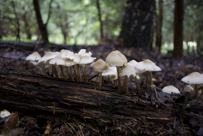 Toadstools stock image. Image of toadstool, plant, trees - 15748567