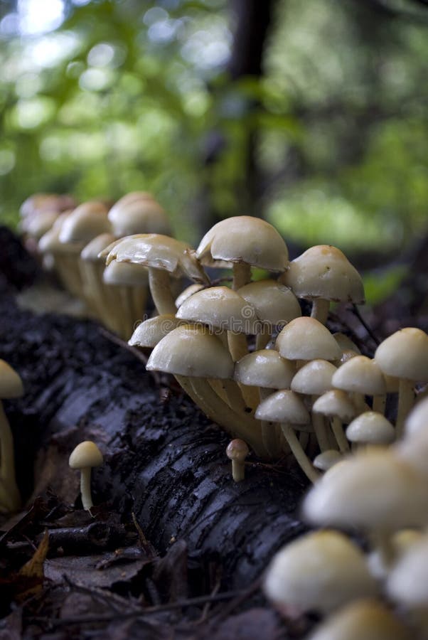 Toadstools stock photo. Image of autumn, plant, nature - 15748574