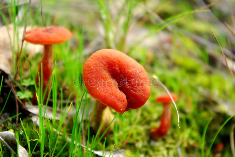 Toadstools stock image. Image of plant, toadstools, macro - 24409317