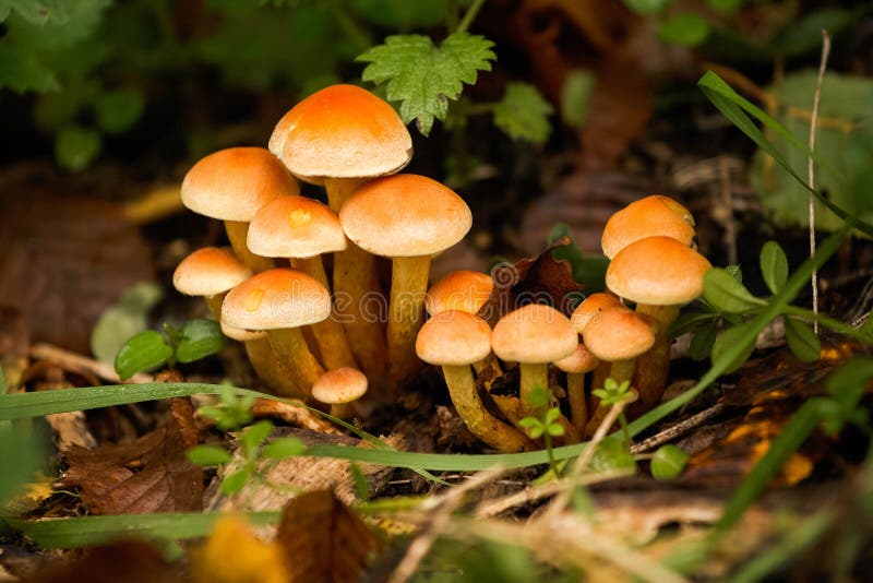 Toadstools stock photo. Image of toadstool, fungus, mushrooms - 27298786
